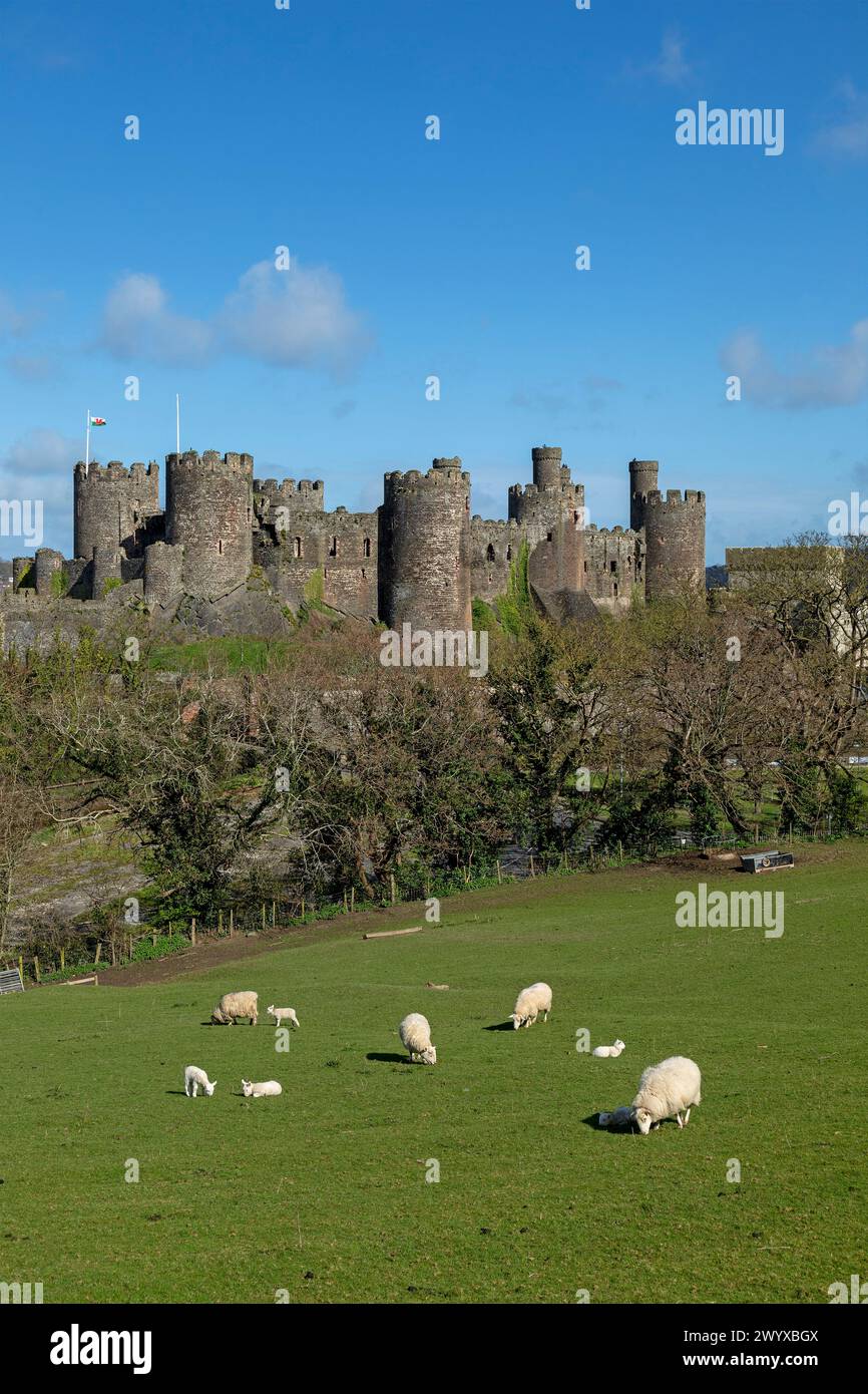 Castle field wales hi-res stock photography and images - Alamy
