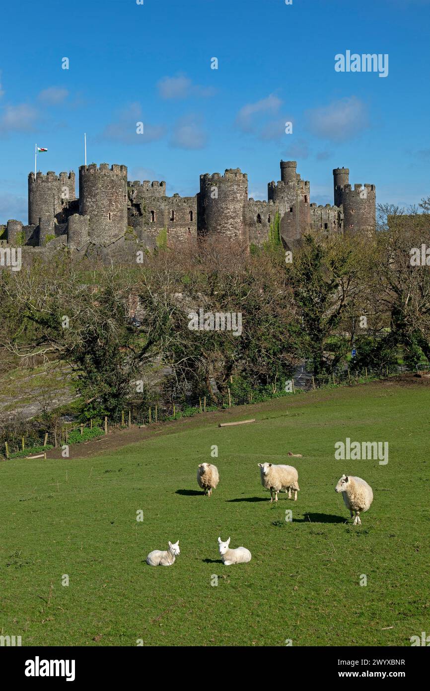 Castle field wales hi-res stock photography and images - Alamy