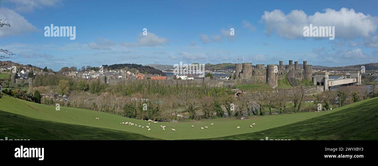Panoramic view sheep grazing hi-res stock photography and images - Alamy