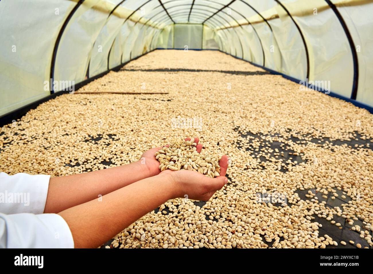 parchment coffee, dried coffee bean, Hacienda San Alberto, Cafetal ...