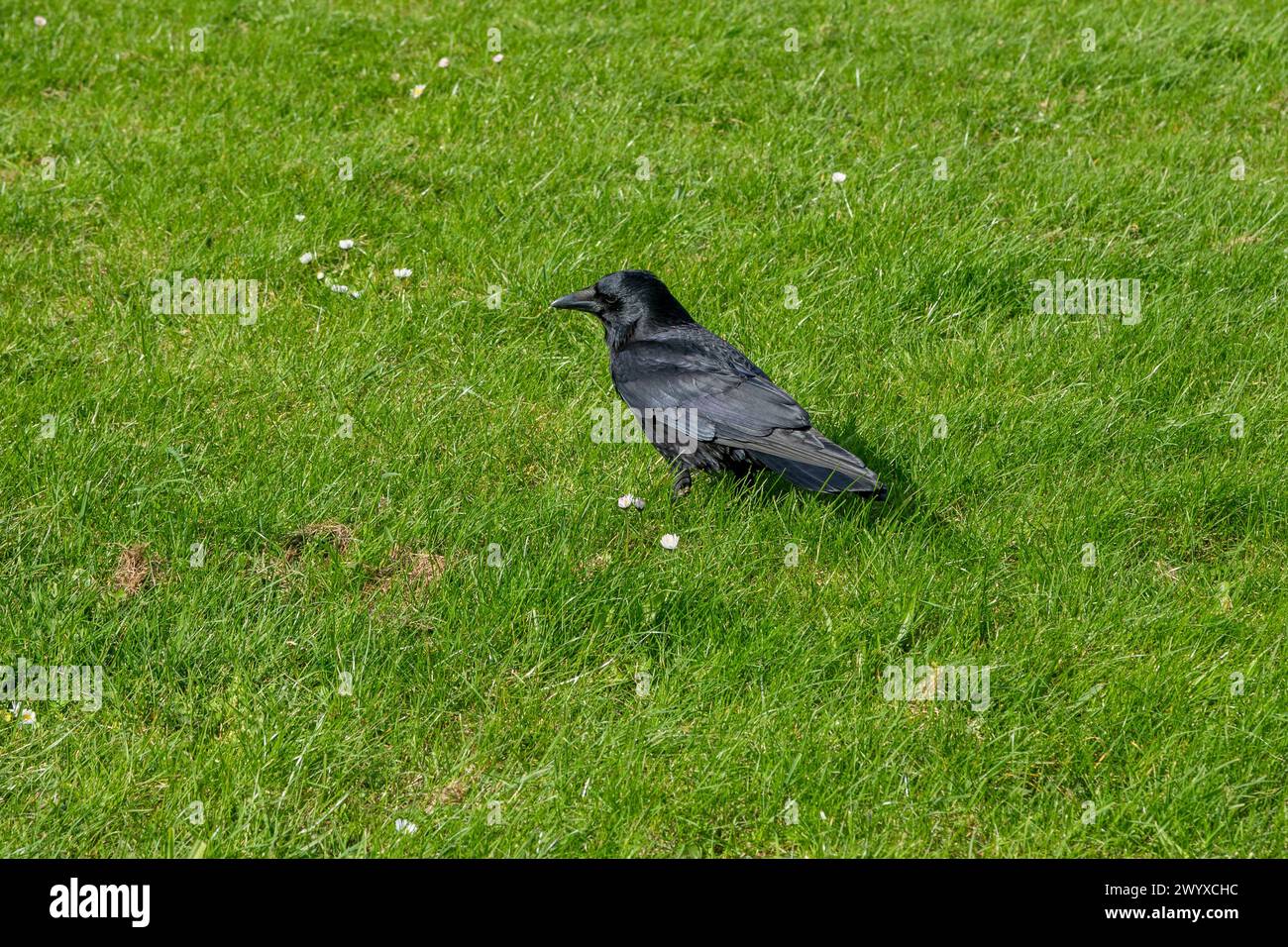 Great crow hi-res stock photography and images - Alamy