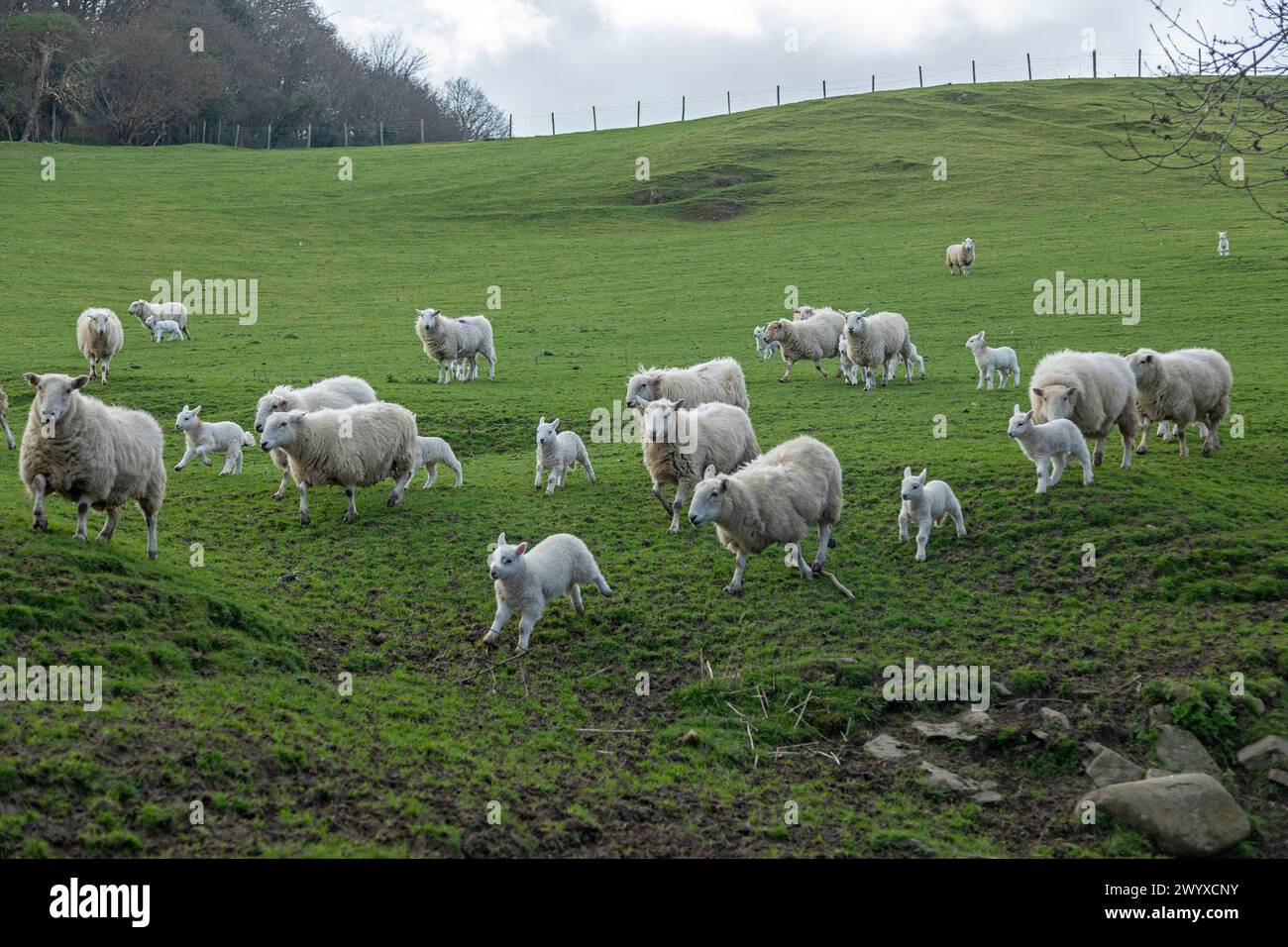 Flock of sheep running hi-res stock photography and images - Alamy