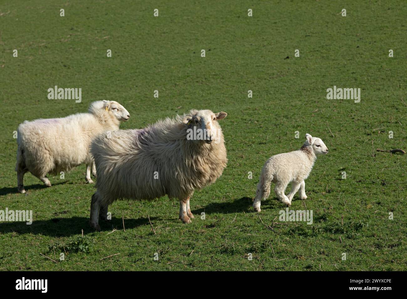 Schafe nordwales hi-res stock photography and images - Alamy