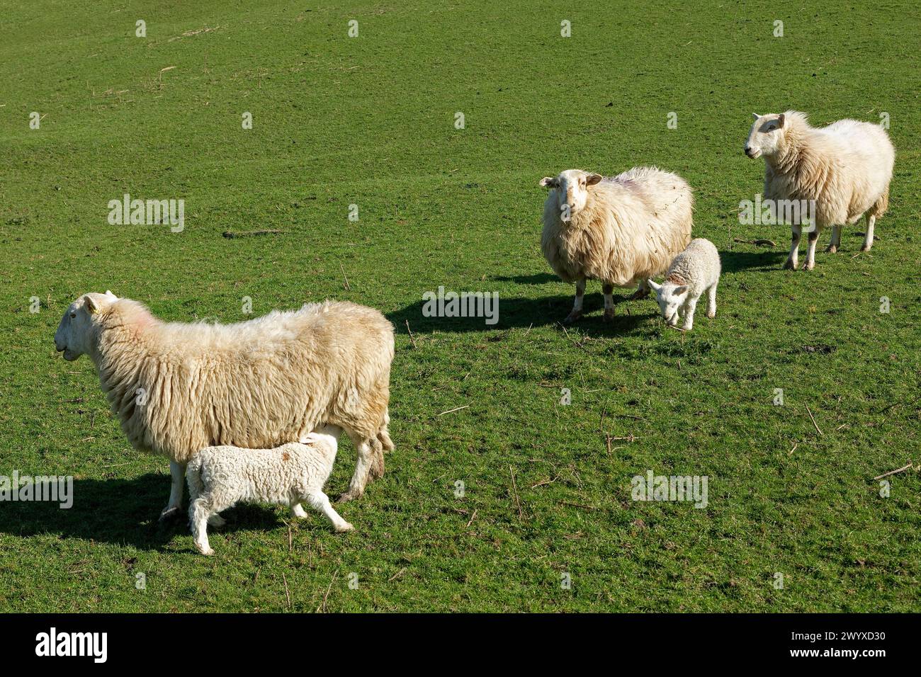 Sheep ewe suckling lamb hi-res stock photography and images - Alamy