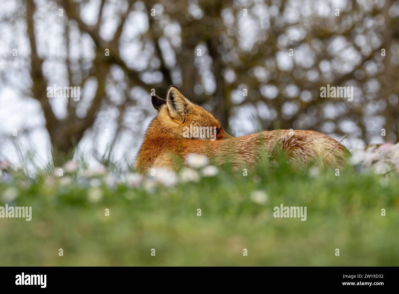 The beauty of the red fox in Italy Stock Photo - Alamy
