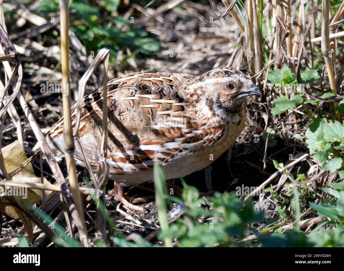 Common quail, European quail, Wachtel, Caille des blés, Coturnix ...