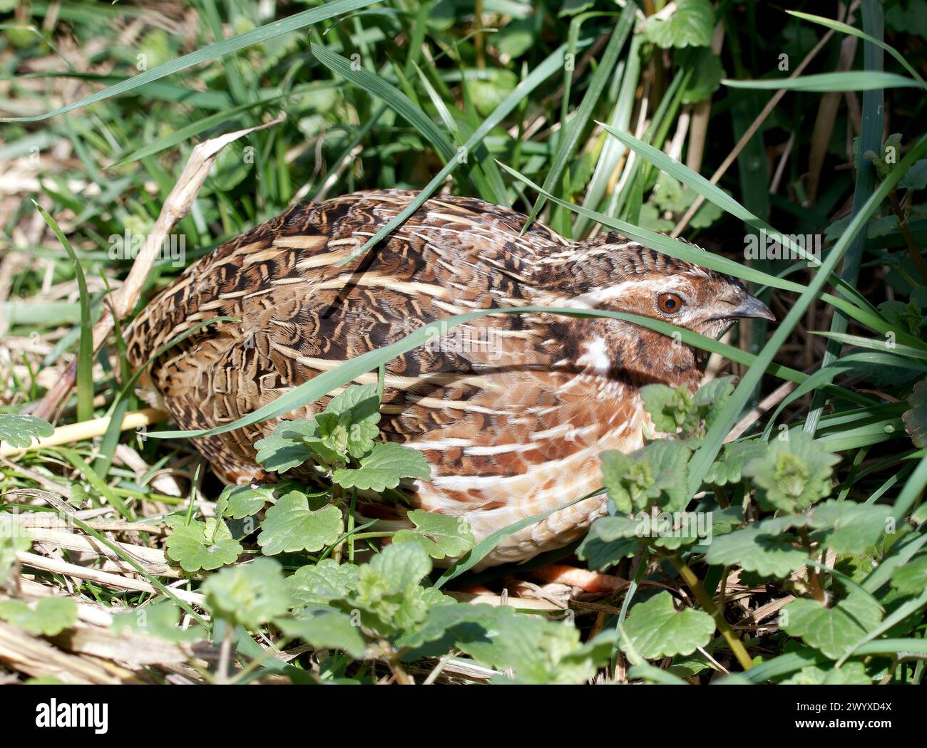 Common quail, European quail, Wachtel, Caille des blés, Coturnix ...
