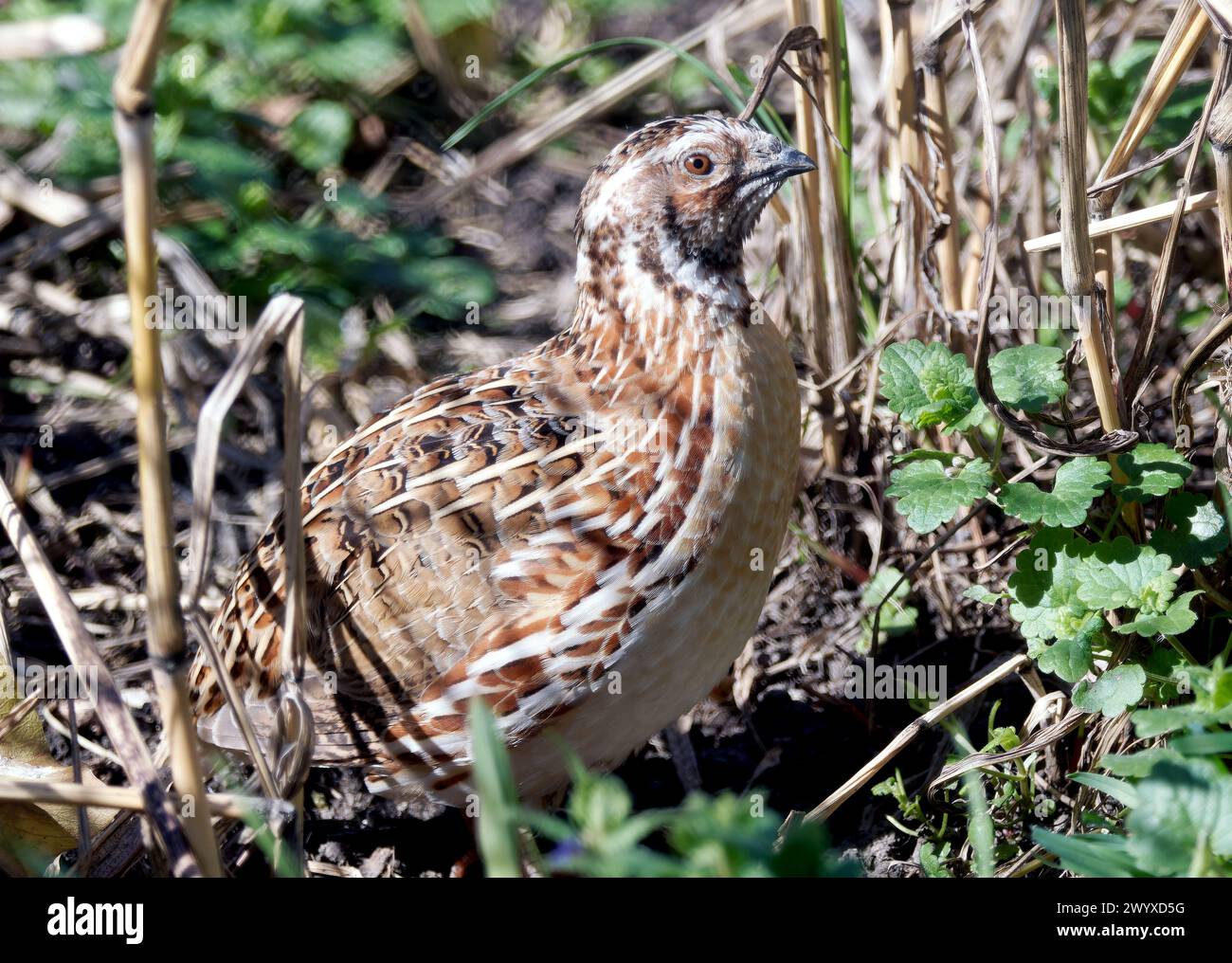 Common quail, European quail, Wachtel, Caille des blés, Coturnix ...