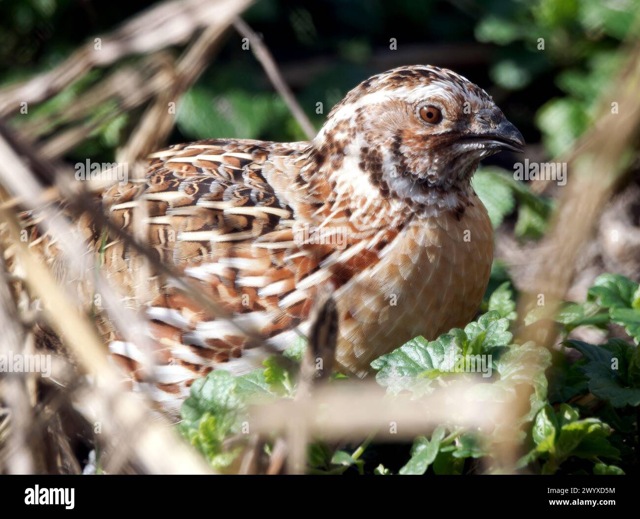 Common quail, European quail, Wachtel, Caille des blés, Coturnix ...