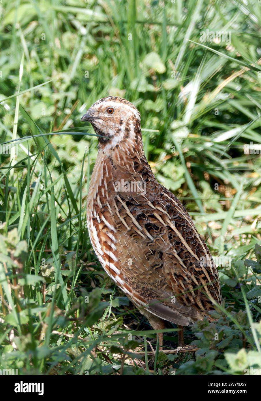 Common quail, European quail, Wachtel, Caille des blés, Coturnix ...