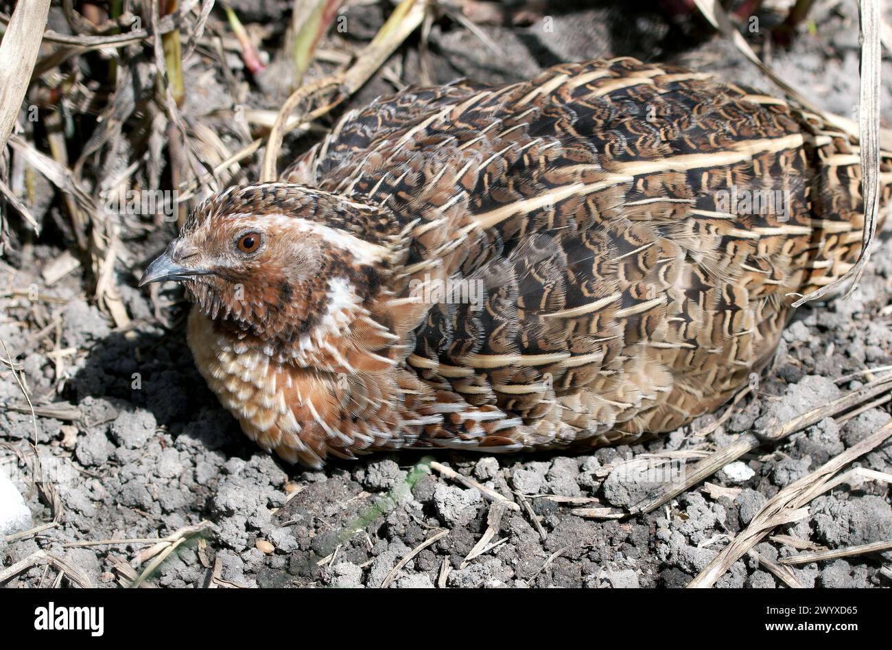 Common quail, European quail, Wachtel, Caille des blés, Coturnix ...