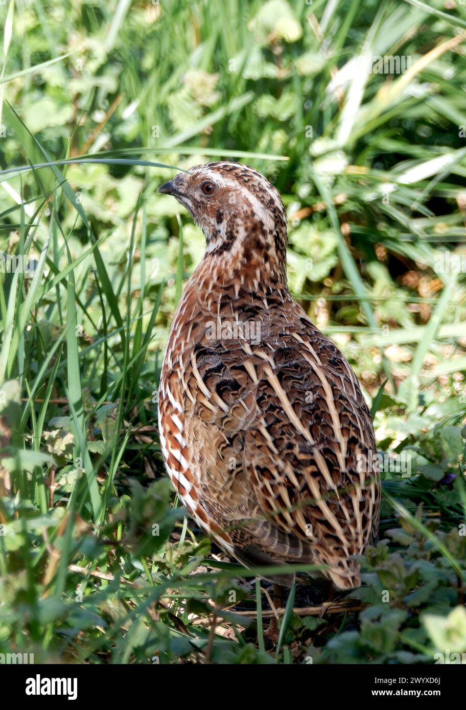 Common quail, European quail, Wachtel, Caille des blés, Coturnix ...