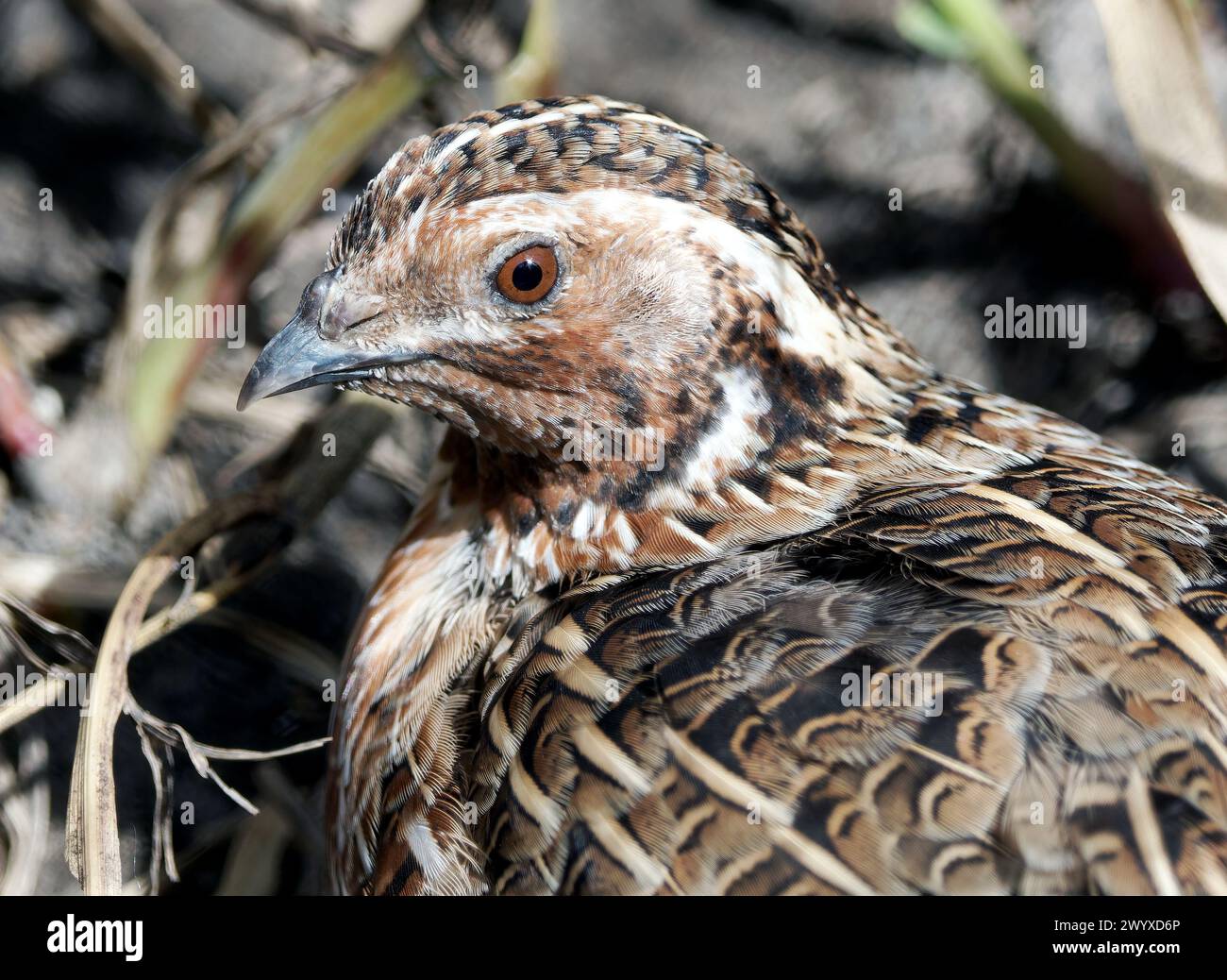 Common quail, European quail, Wachtel, Caille des blés, Coturnix ...
