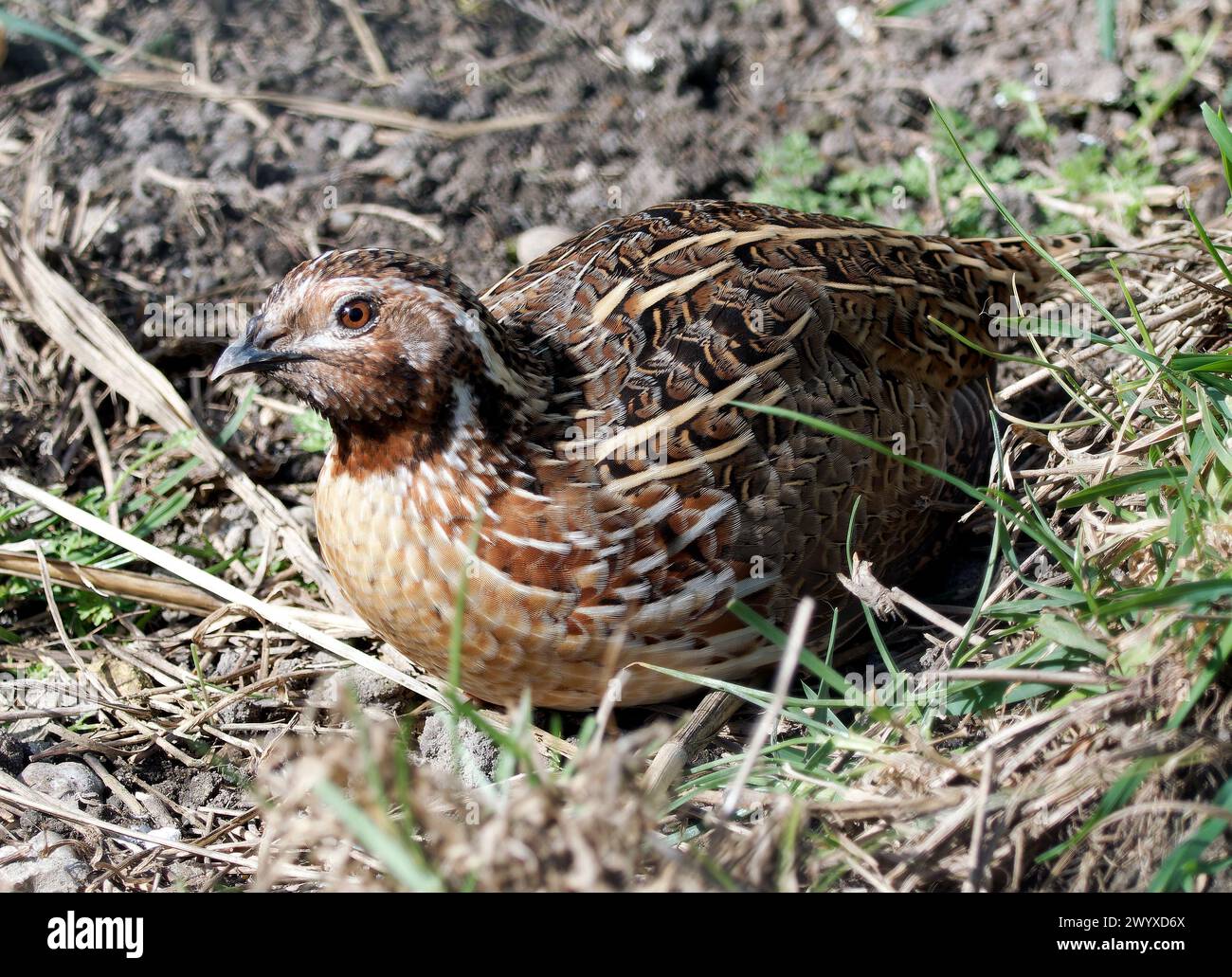 Common quail, European quail, Wachtel, Caille des blés, Coturnix ...