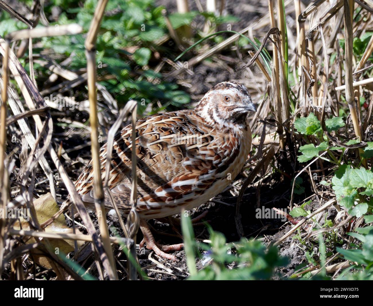 Common quail, European quail, Wachtel, Caille des blés, Coturnix ...