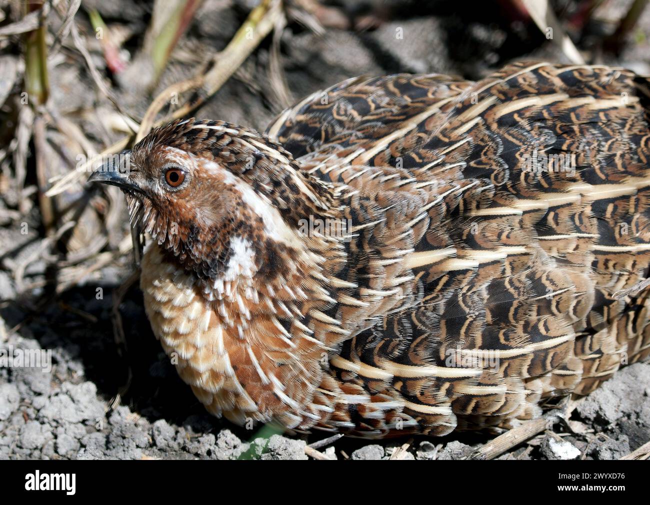 Common quail, European quail, Wachtel, Caille des blés, Coturnix ...