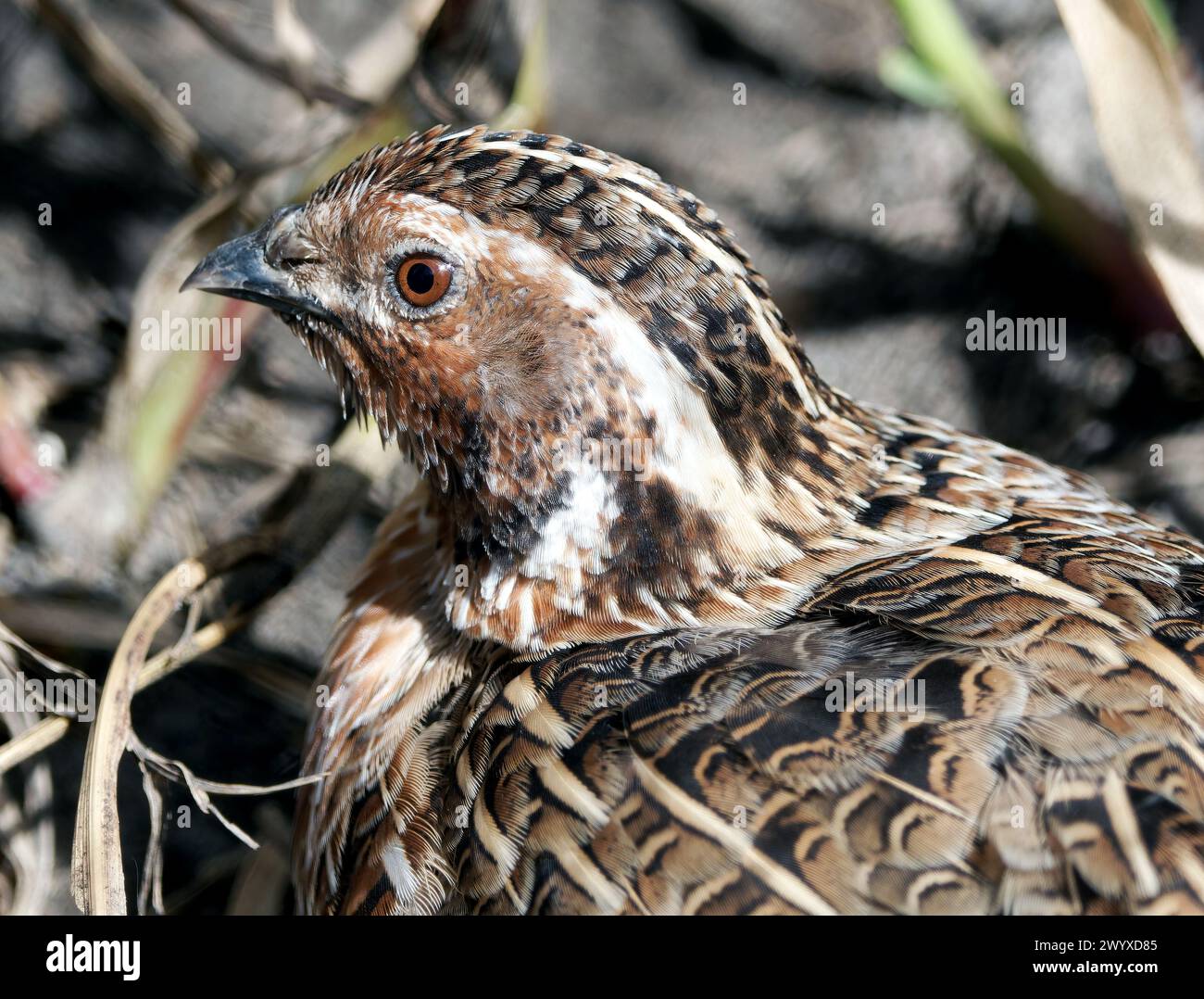 Common quail, European quail, Wachtel, Caille des blés, Coturnix ...