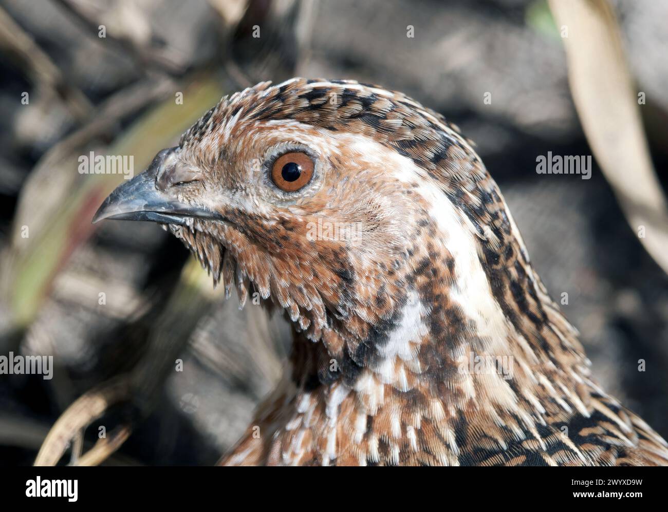 Caille deurope hi-res stock photography and images - Alamy