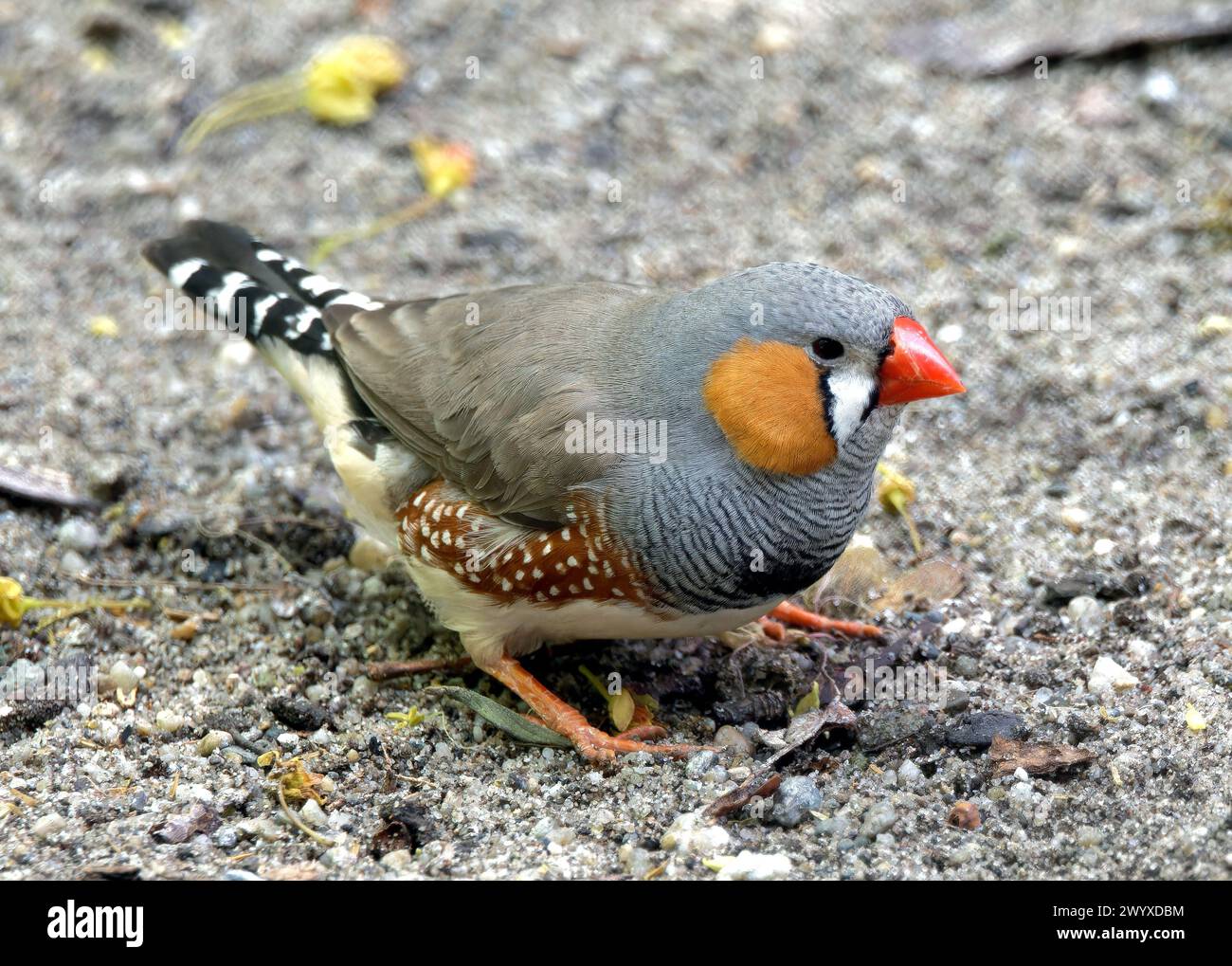 Australian zebra finch (female), Australische Zebrafink, Diamant ...