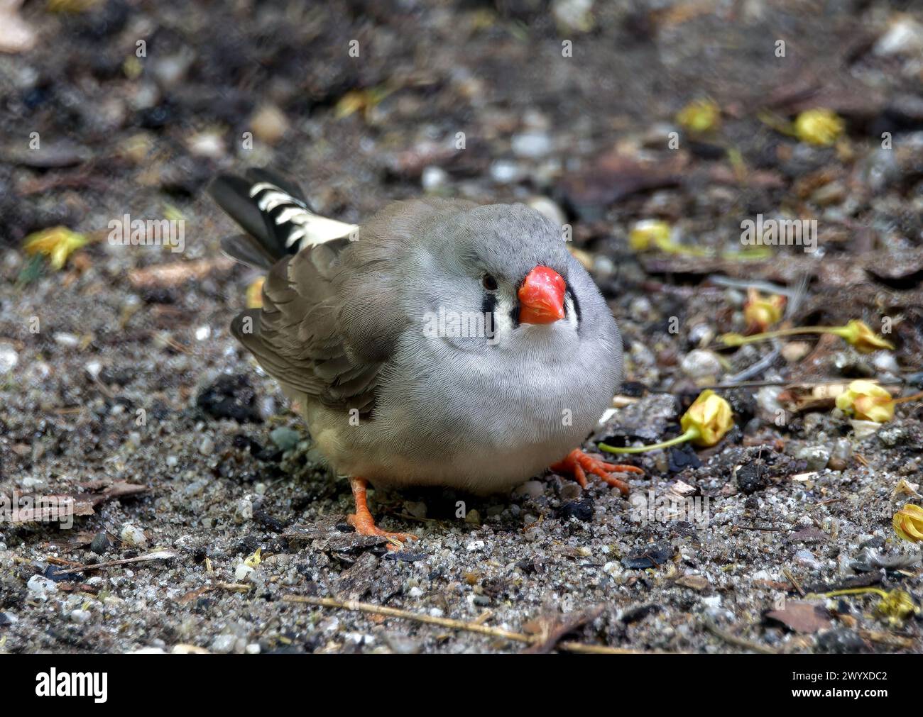 Australian zebra finch (female), Australische Zebrafink, Diamant ...