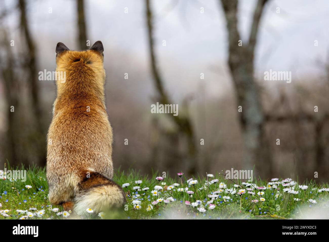 The beauty of the red fox in Italy Stock Photo - Alamy