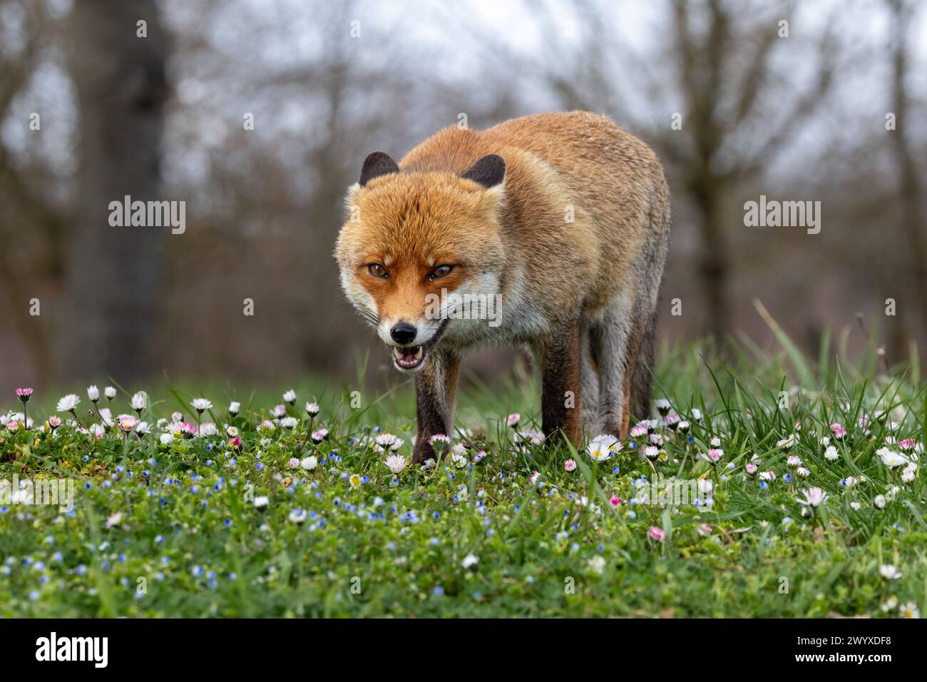 The beauty of the red fox in Italy Stock Photo - Alamy