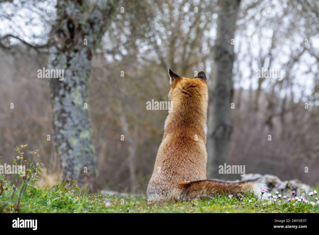 The beauty of the red fox in Italy Stock Photo - Alamy