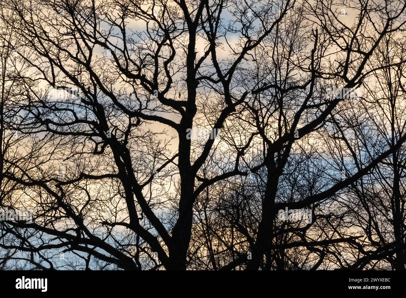 Sole oak tree hi-res stock photography and images - Alamy