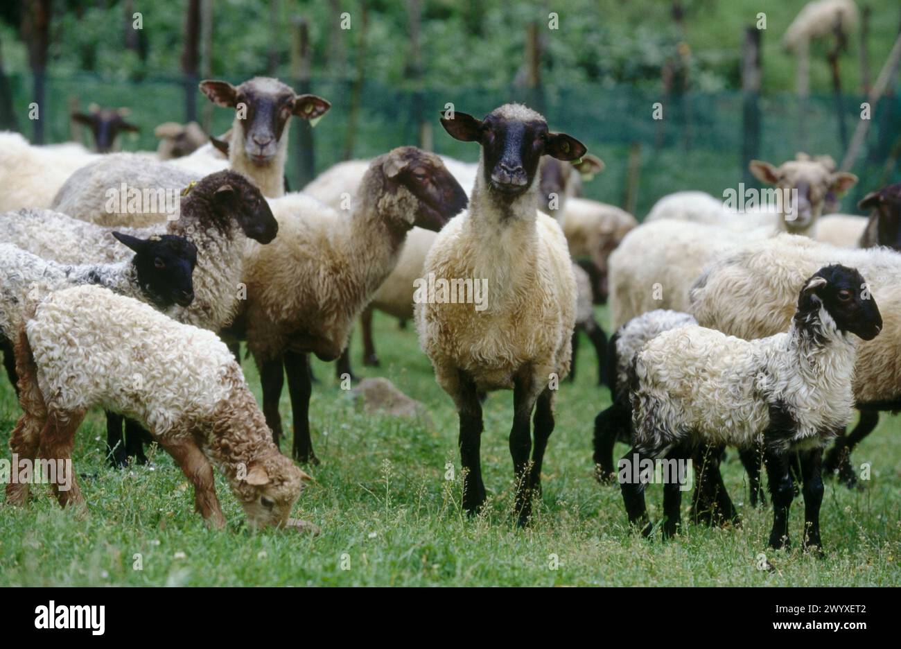 Sheep (Latxa breed). Guipúzcoa. Spain Stock Photo - Alamy