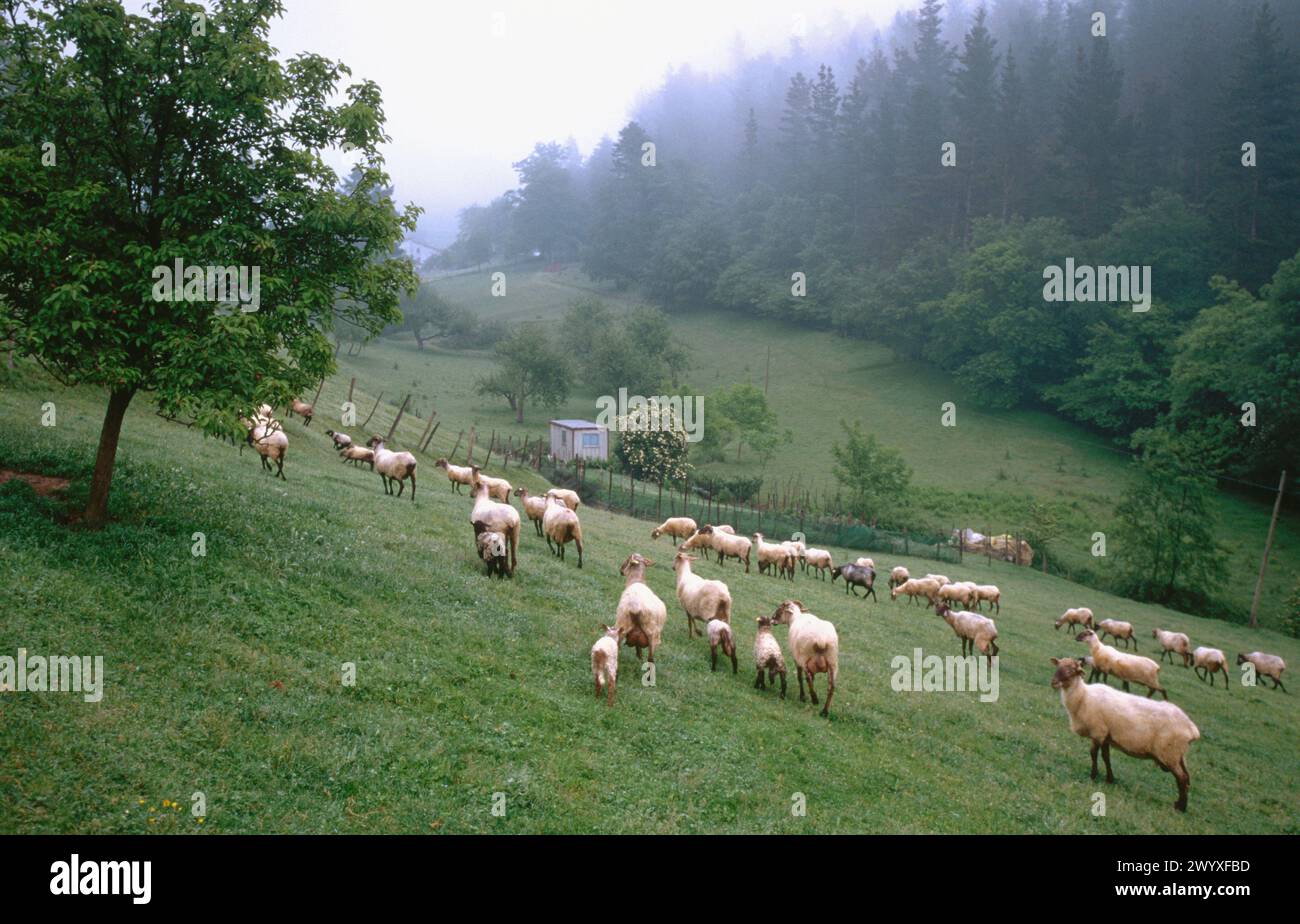 Sheep (Latxa breed). Guipúzcoa. Spain Stock Photo - Alamy