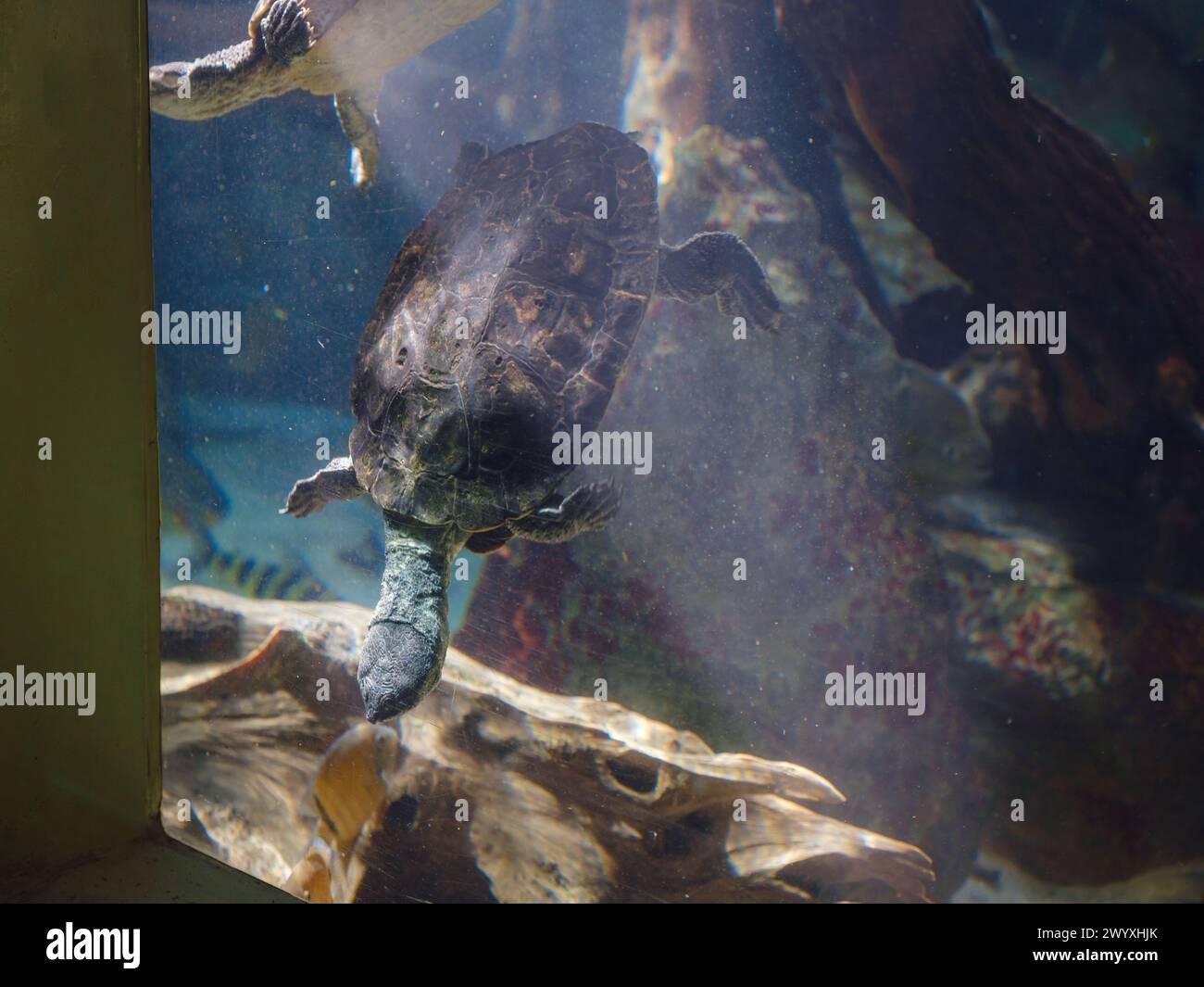 turtle swimming in the water. Pets in the aquarium. walk in Frankfurt ...