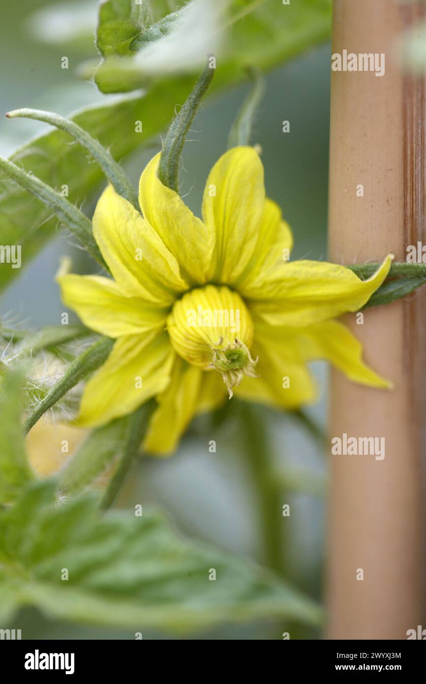 Tomato plant flower Stock Photo - Alamy