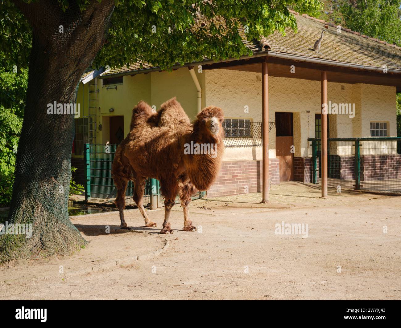 The Bactrian camel eating, Camelus bactrianus, large, even-toed ...
