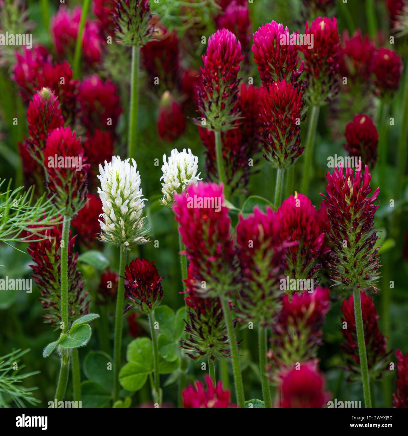 Crimson trefoil hi-res stock photography and images - Alamy