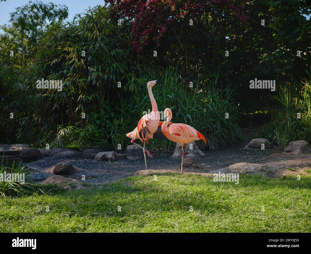 Pink Flamingo at Frankfurt Zoo, sunset time. walk in Frankfurt ...