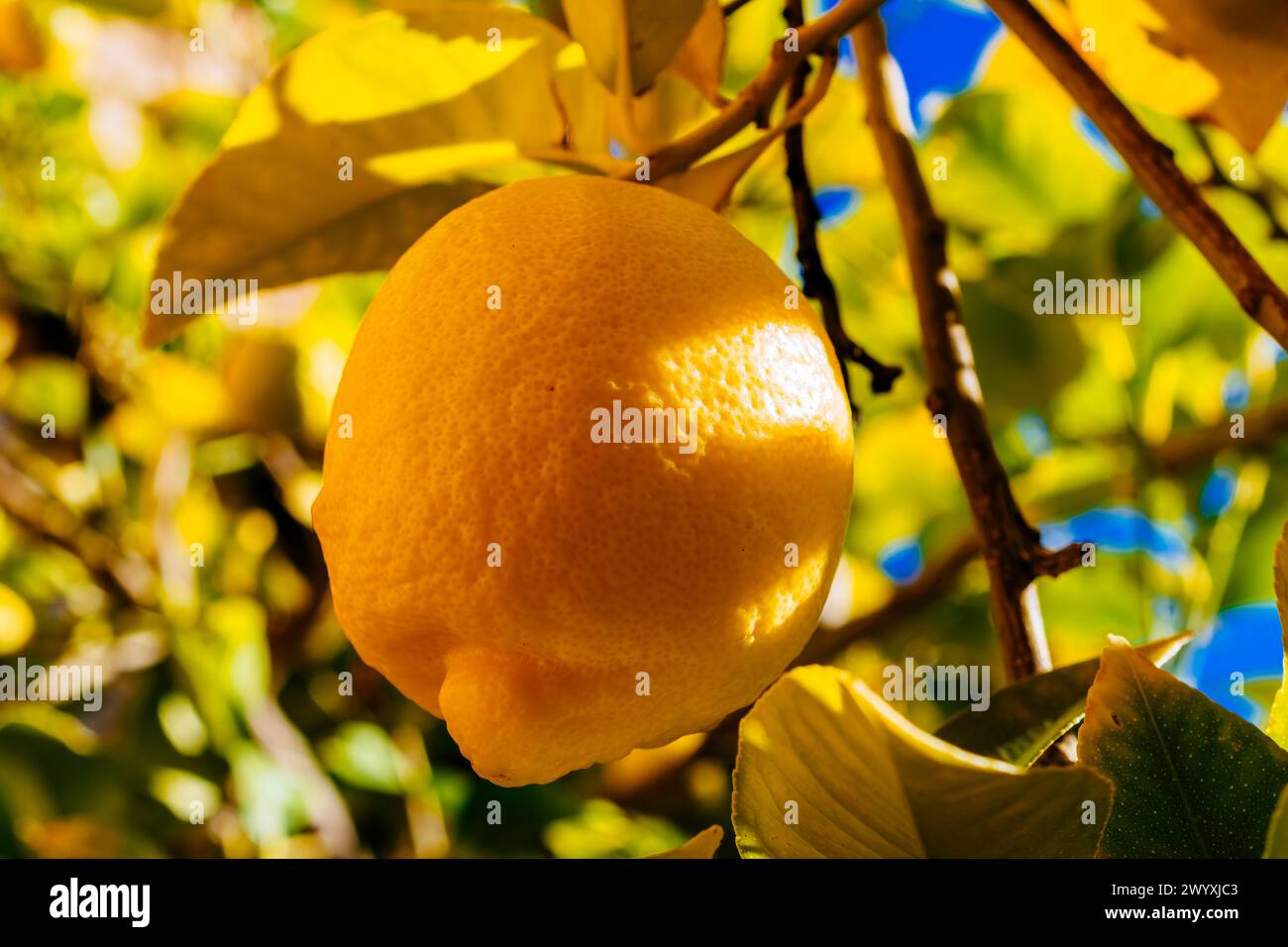 Lemon hanging from branch. Andalucía, Spain, Europe Stock Photo - Alamy