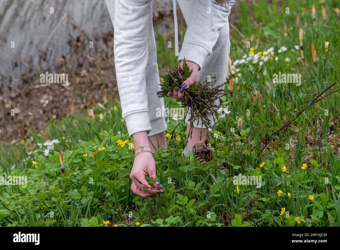 Detail of female hands picking Bruscandoli: wild herbs in a meadow in ...