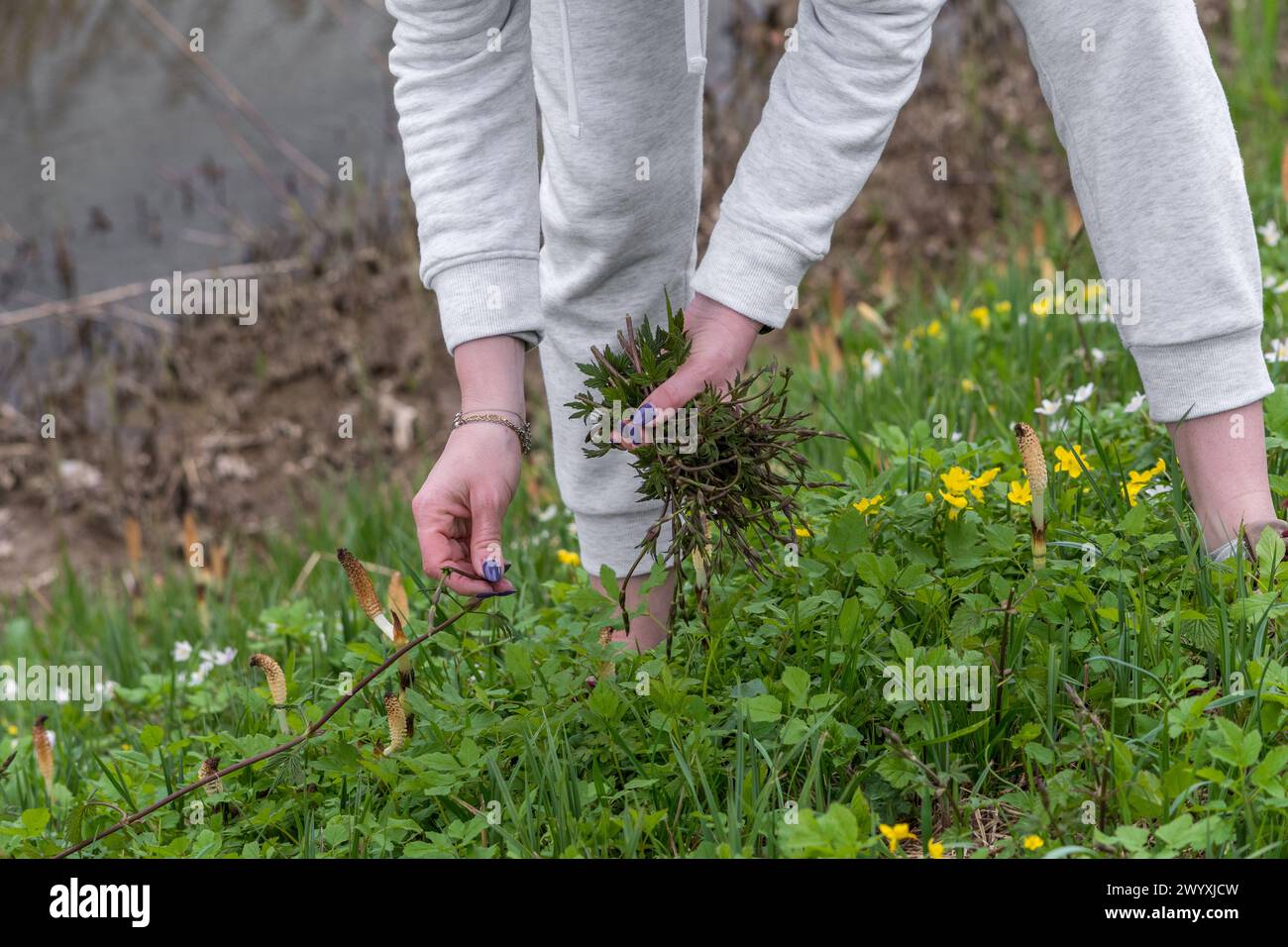 Woman collects Bruscandoli: wild herbs in a meadow in northern Italy ...
