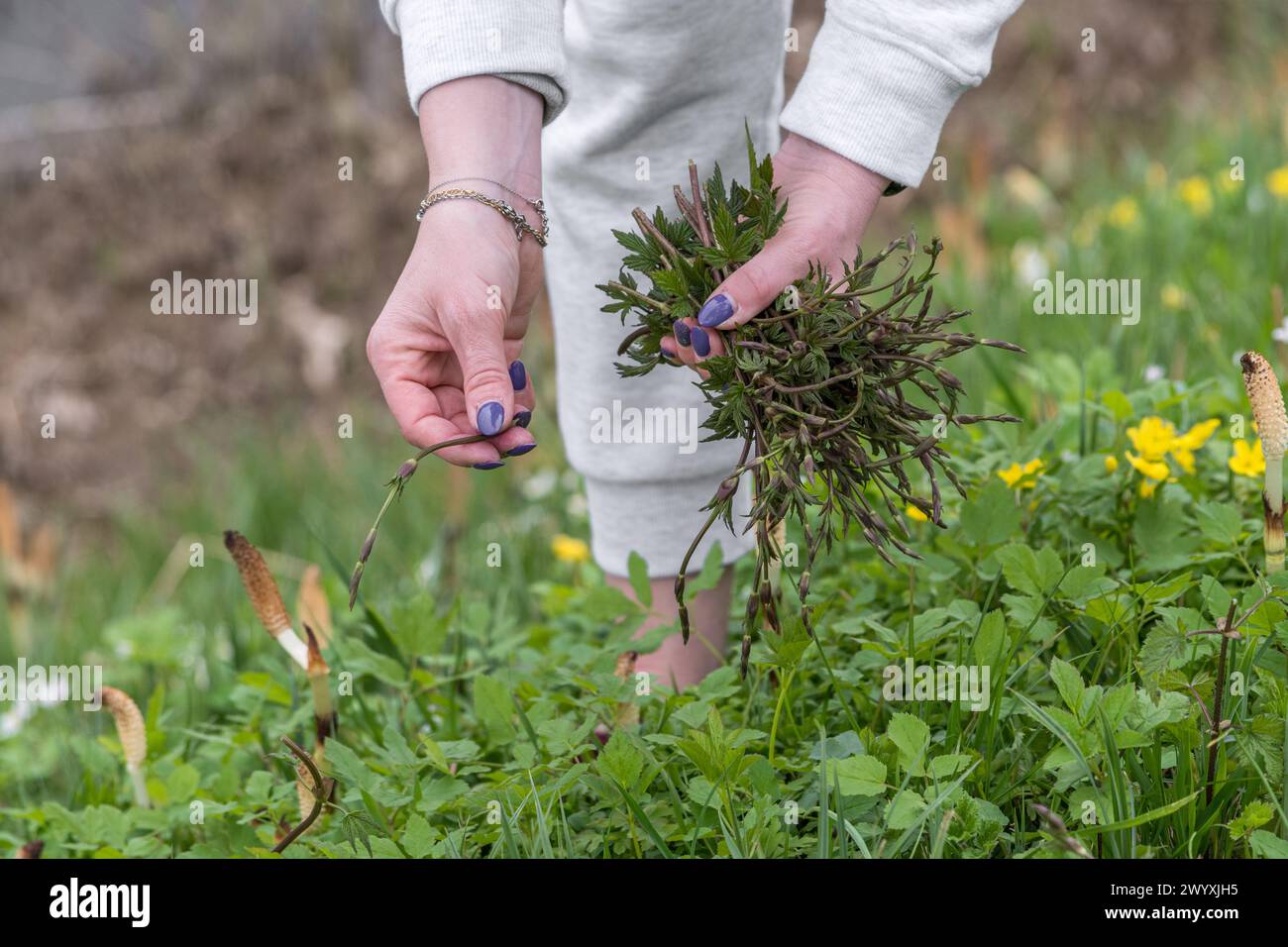 Detail of female hands picking Bruscandoli: wild herbs in a meadow in ...