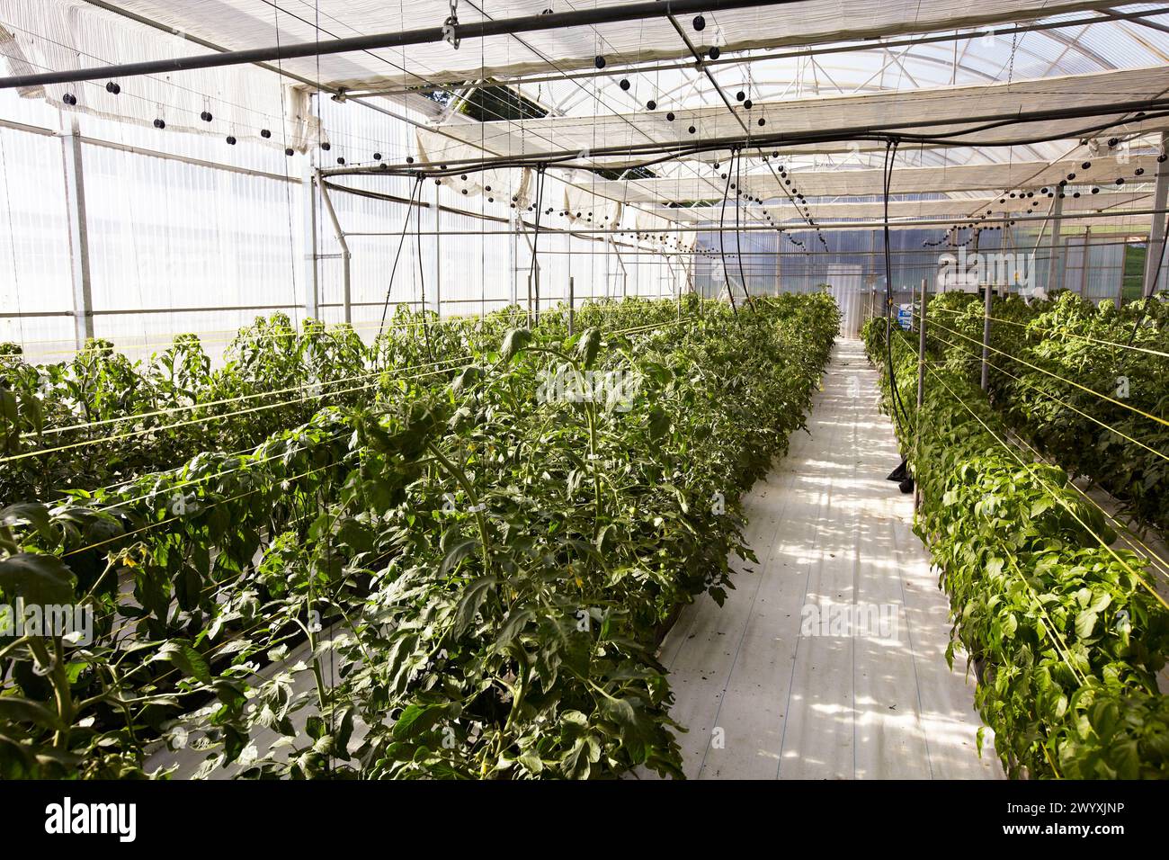 Tomato and pepper plants in a greenhouse, Hernani, Guipuzcoa, Basque ...