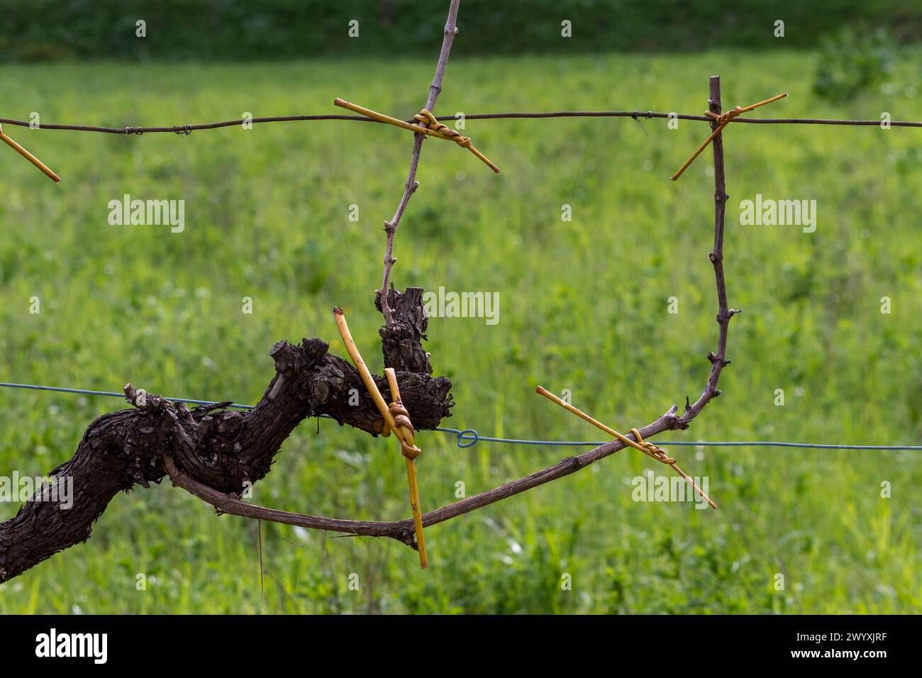 Detail of a recently pruned shoot. 100% natural binding with willow ...