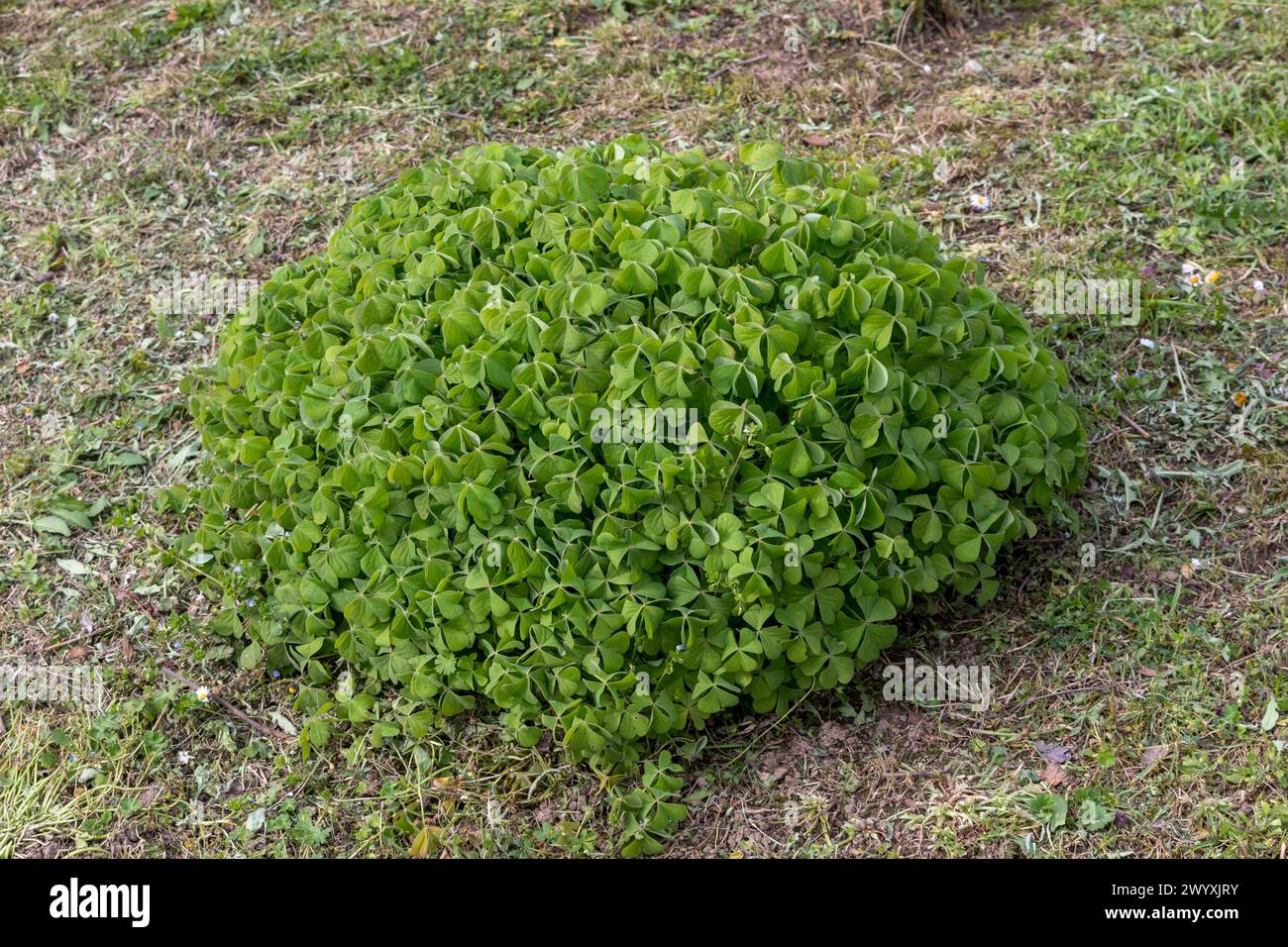 Trefoil clover hi-res stock photography and images - Alamy