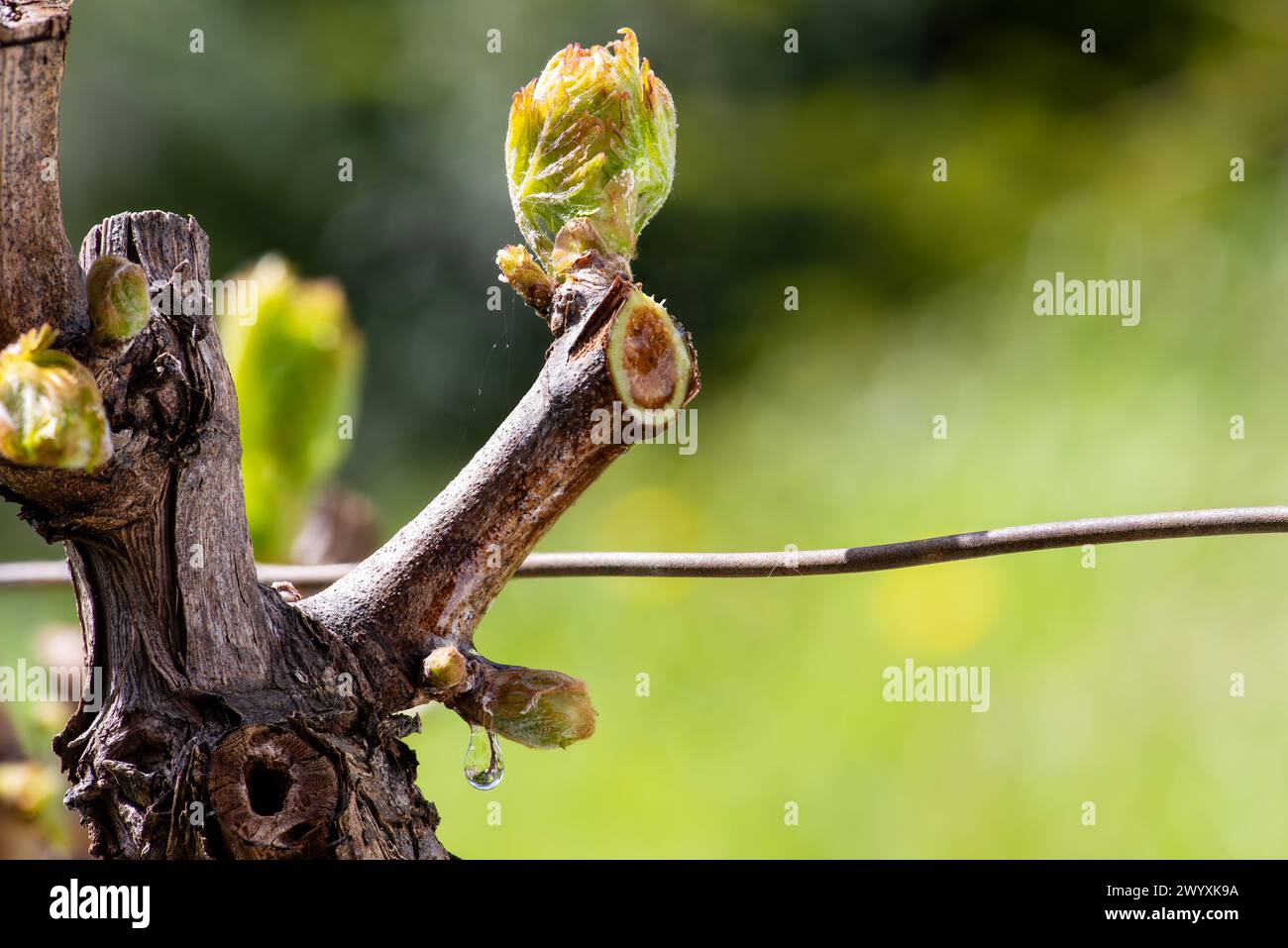 Lymph emission hi-res stock photography and images - Alamy