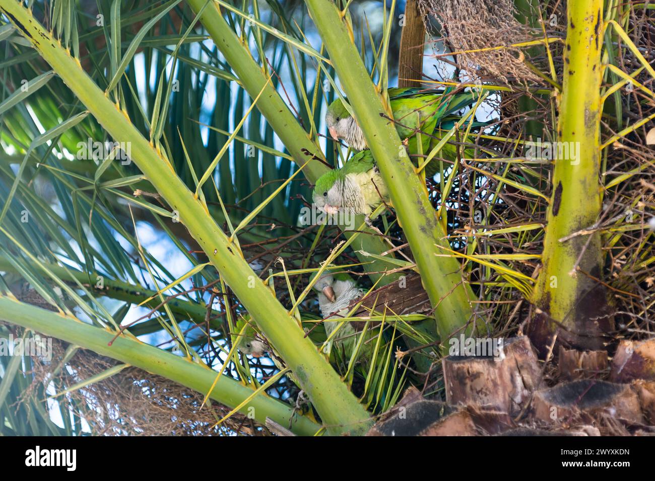 Monk Parakeets (Myiopsitta monachus) sitting between the leaves of a ...