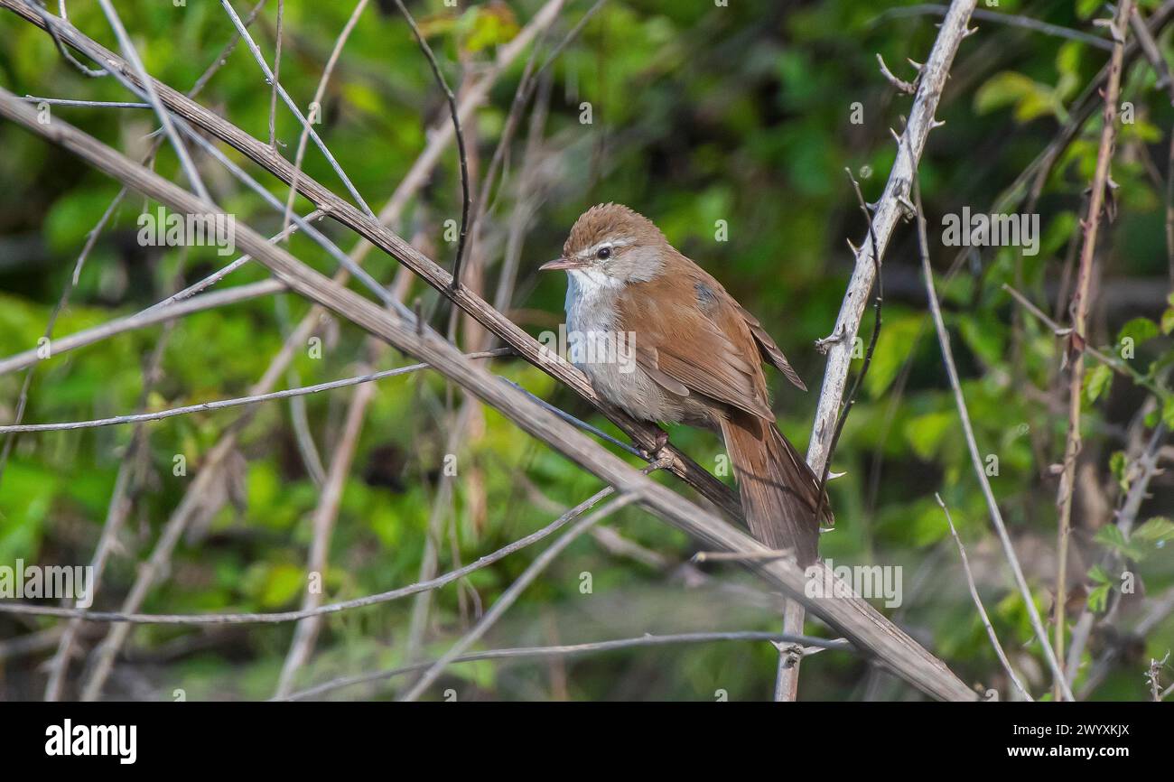 Cetti's Warbler (Cettia cetti) is a songbird that lives in bush areas ...