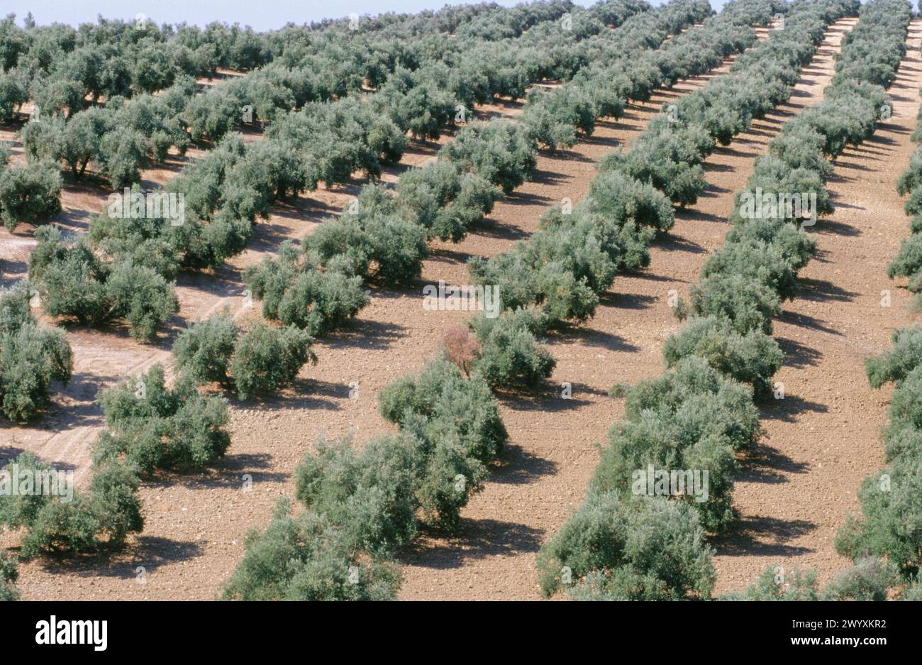 Olive trees, near Montoro. Cordoba province. Andalusia. Spain Stock ...