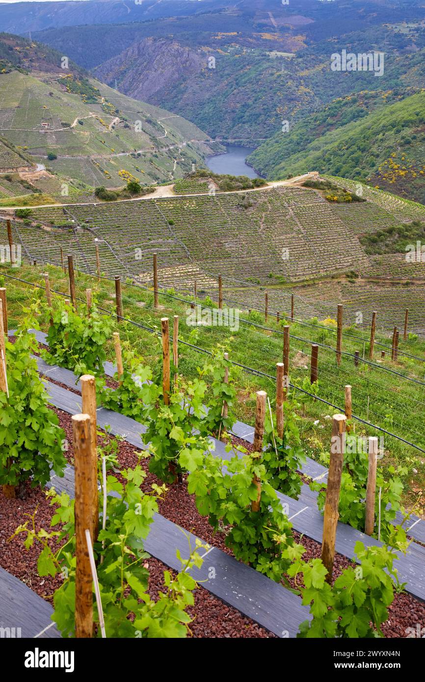 Viewpoint, Regina Viarum Winery, Ribeira Sacra, Heroic Viticulture, Sil ...