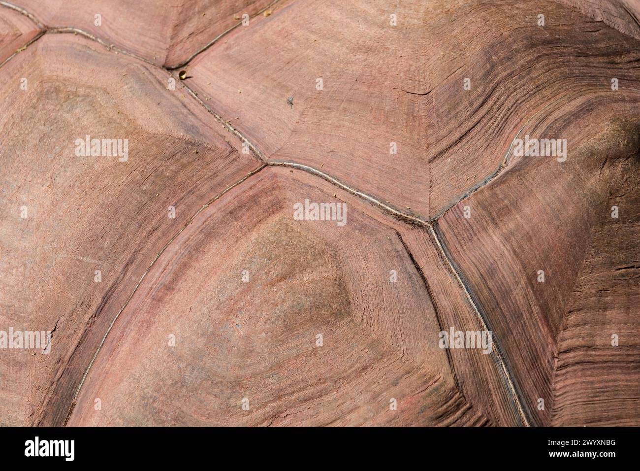 Turtle brown shell background on a sunny day Stock Photo - Alamy
