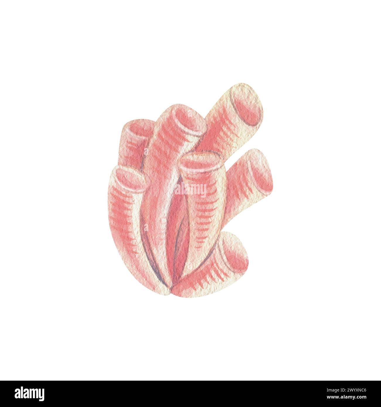 Sea sponge, tube coral, ocean underwater coral reef animals. Watercolor ...