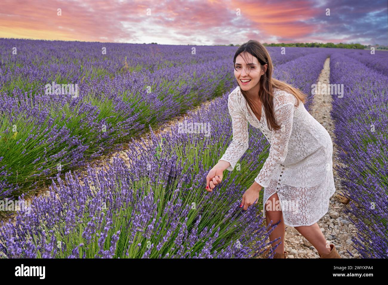 Lavanda en flor hi-res stock photography and images - Alamy